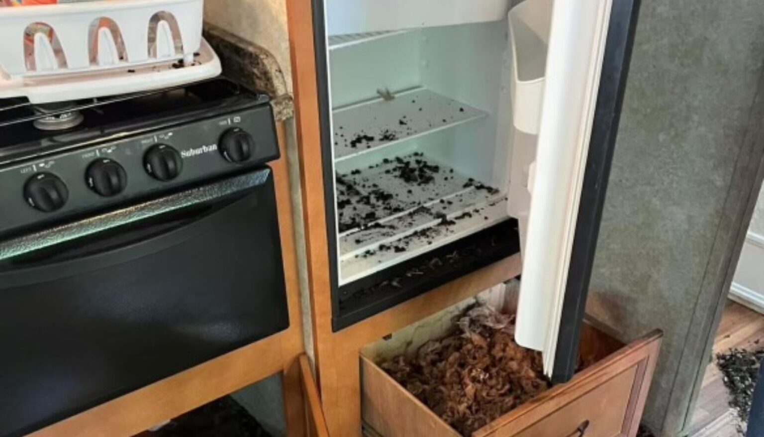 How to Identify Mold in Your Home